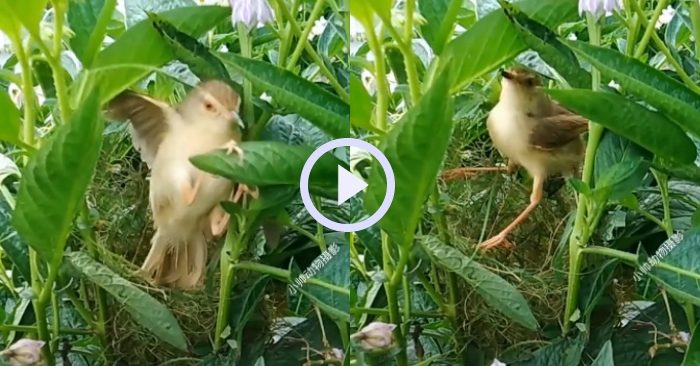 Video: Con chim xây tổ ‘điêu luyện’ dùng mỏ như ‘chiếc kim’ để đan lá