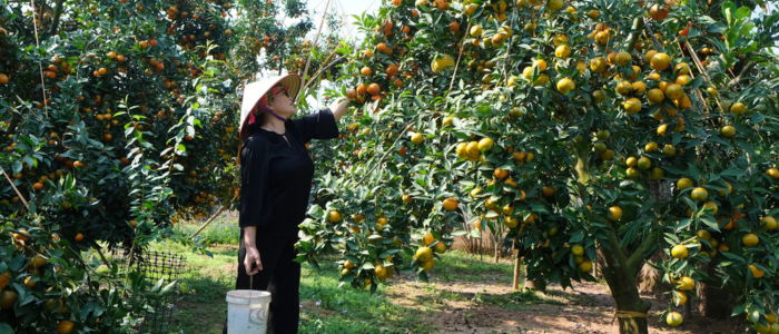 Vườn cam quả dày như chùm nho của đại tá về hưu - MUC Women